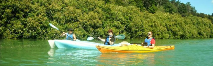 Puhoi River Kayak Hire · Puhoi River Kayaks